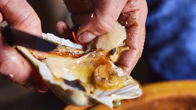 Scallop skills | Marine Stewardship Council