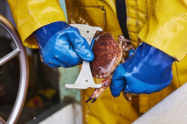 What is overfishing | Marine Stewardship Council