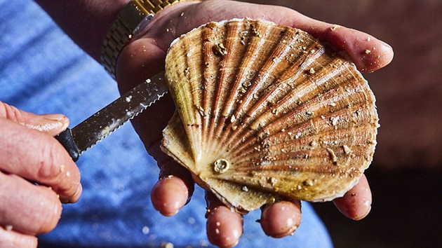 Scallop skills | Marine Stewardship Council