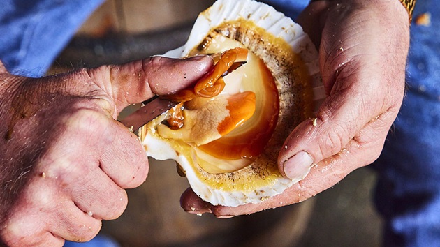 Scallop skills | Marine Stewardship Council