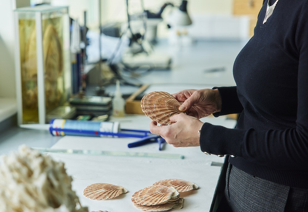 Shetland Scallops bottom carousel | Marine Stewardship Council