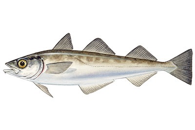 Sustainable fish to eat in the UK | Marine Stewardship Council