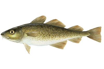 Sustainable fish to eat in the UK | Marine Stewardship Council