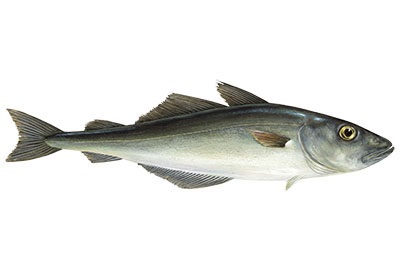 Sustainable fish to eat in the UK | Marine Stewardship Council