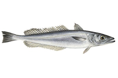 Sustainable fish to eat in the UK | Marine Stewardship Council