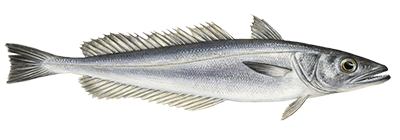 Eating hake in the UK | Marine Stewardship Council