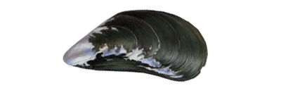 Eating mussels in the UK | Marine Stewardship Council