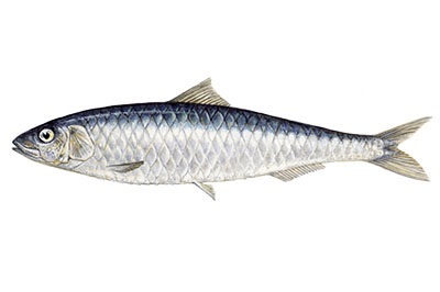 Sustainable fish to eat in the UK | Marine Stewardship Council