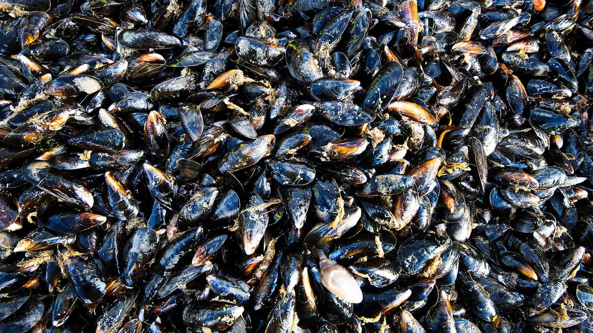 Meet the fishermen - Christopher Thomason, Shetland mussels | Marine ...